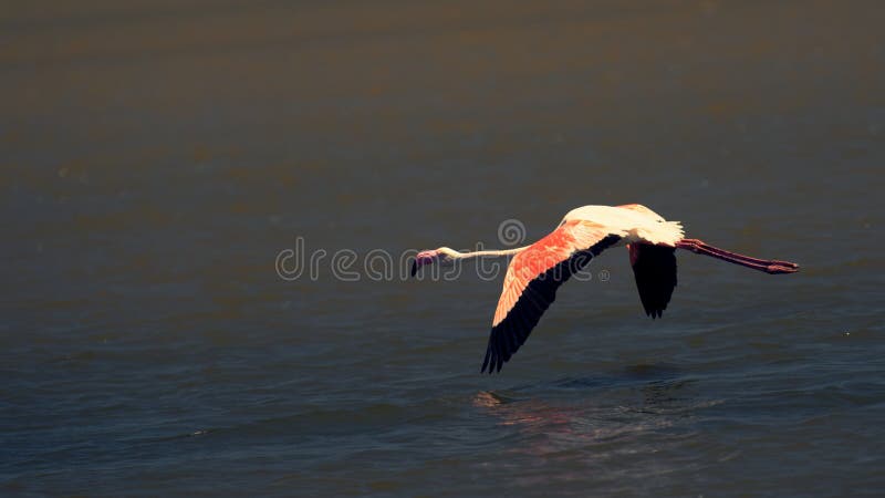 Flying flamingo stock image. Image of water, animal - 179419563