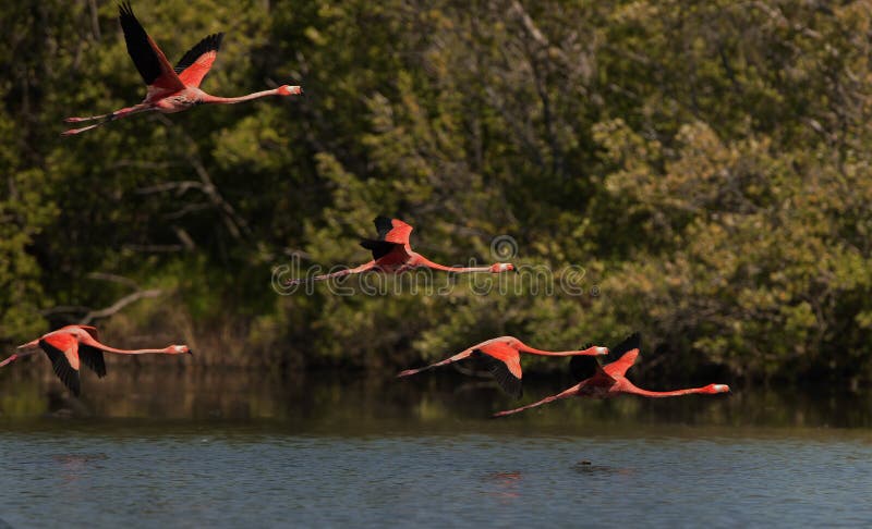 Flying Flamingos. stock photo. Image of feather, avian - 21043314