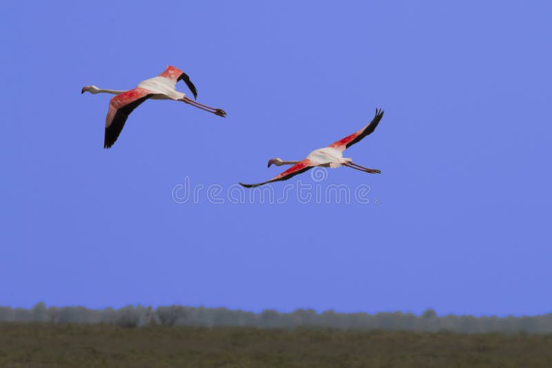 Flying flamingos stock image. Image of romantic, water - 23905287