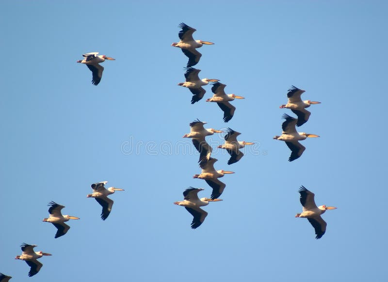 Flock of birds flying - limovis