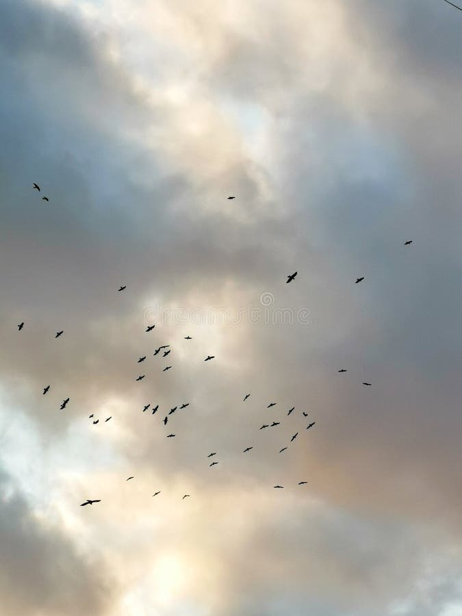 Flying Flock of Birds Against the Backdrop of Beautiful Multi-colored ...
