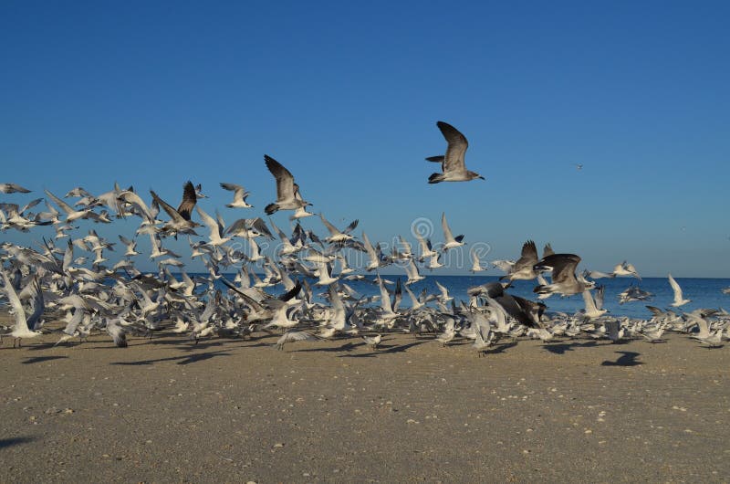 Flying Flock of Birds in Florida Stock Photo - Image of gull, flocks ...