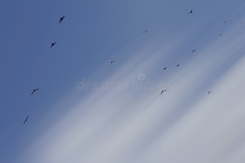 Flying Flock of Birds stock photo. Image of wings, isolated - 42435262