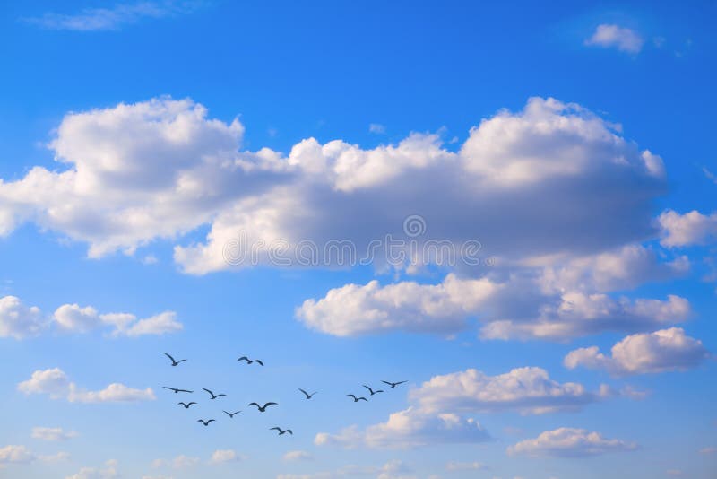 Flying flock of wild birds stock photo. Image of bevy - 64893538