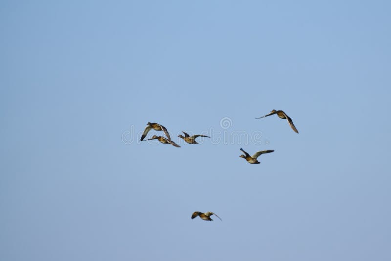 Flying Flock Ducks Blue Sky Background Stock Image - Image of beautiful ...