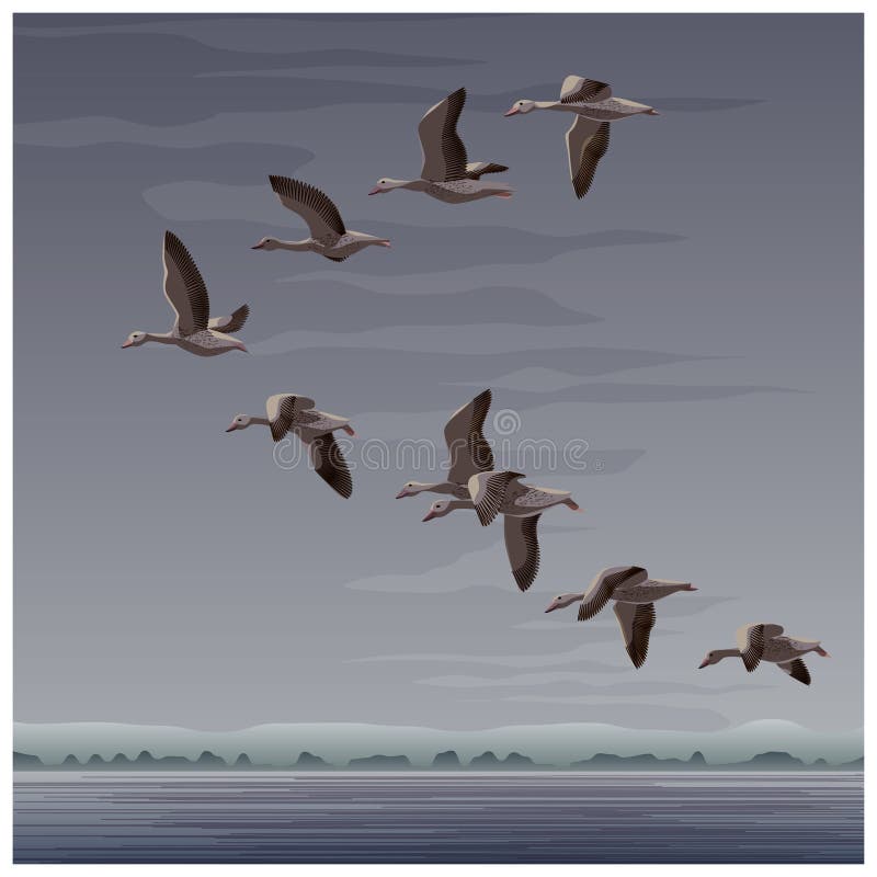 A flying flock of ducks stock vector. Illustration of environment ...