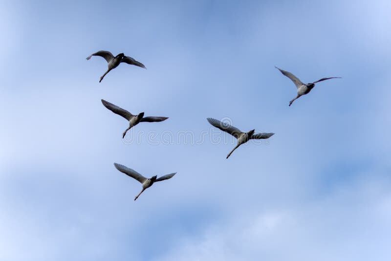 Flying Flock of Five Swans. Stock Image - Image of migrant, black ...