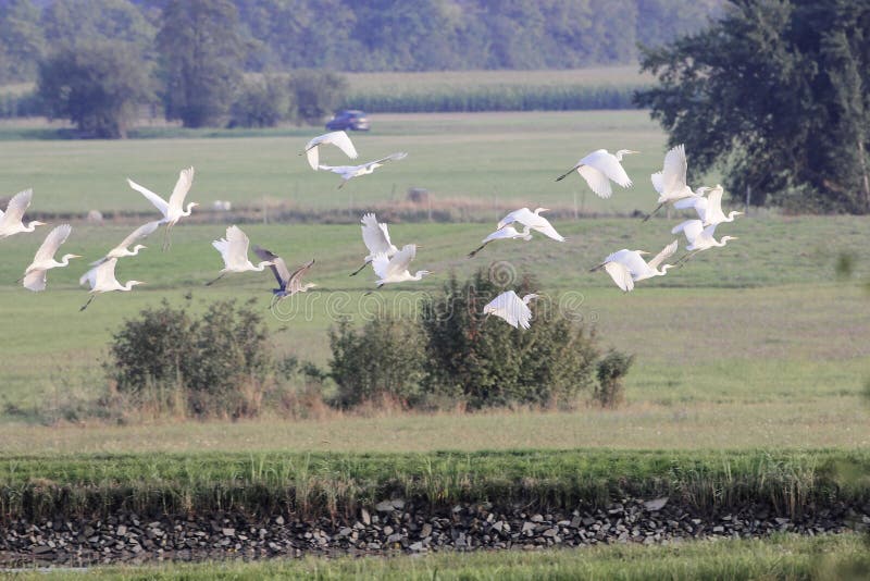 Flying Flock of Great Egrets Stock Image - Image of feather ...