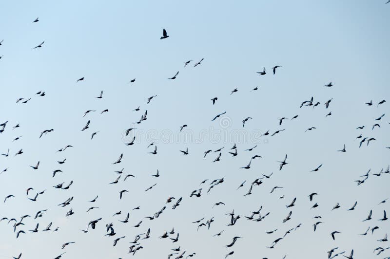 The Flying Flock of Pigeons Stock Image - Image of moving, outdoors ...