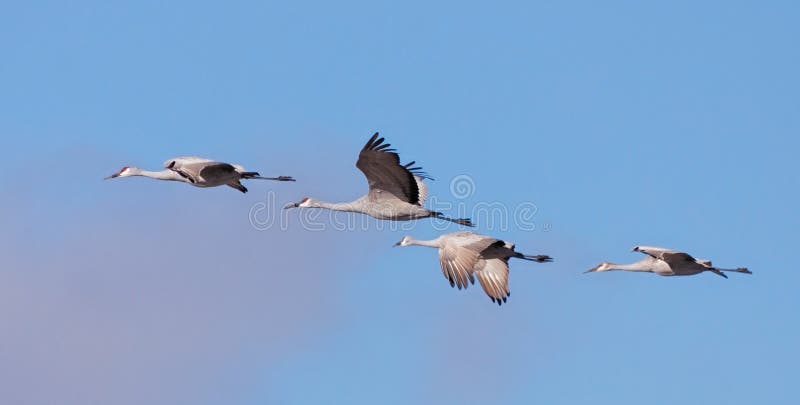 A Flying Flock of Sandhill Cranes Stock Image - Image of flight, float ...