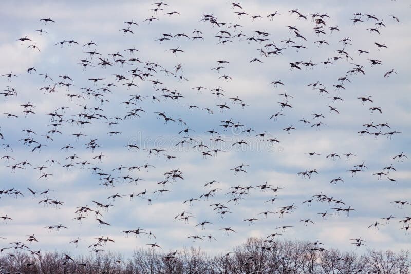 A Flying Flock of Sandhill Cranes Stock Photo - Image of agriculture ...