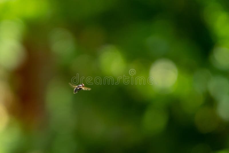 Flying Fly Insect in the Air Stock Photo - Image of insects, legs ...