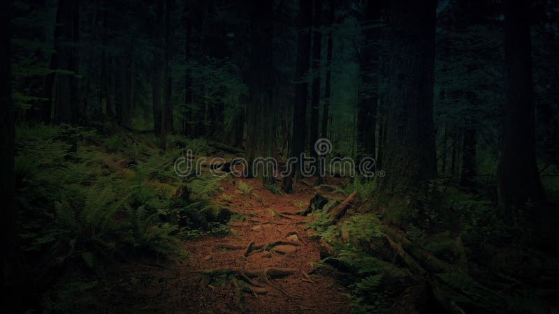 Mysterious Dark Forest with Path Winding through Stock Video - Video of ...