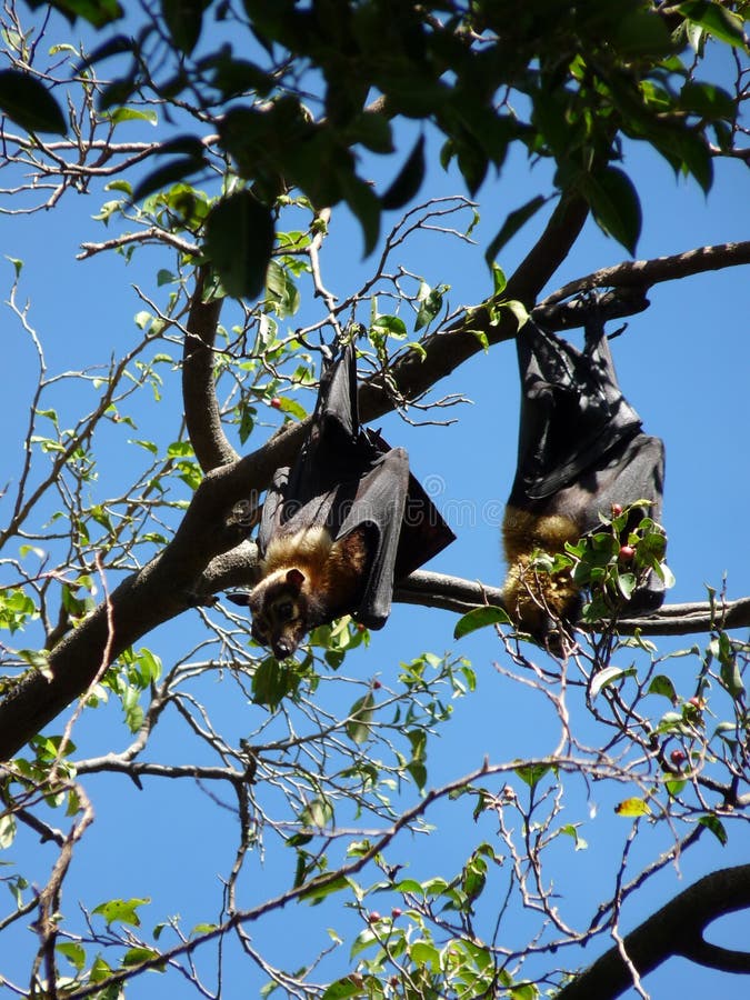 Flying Fox stock image. Image of hanging, wildlife, australia - 15889191