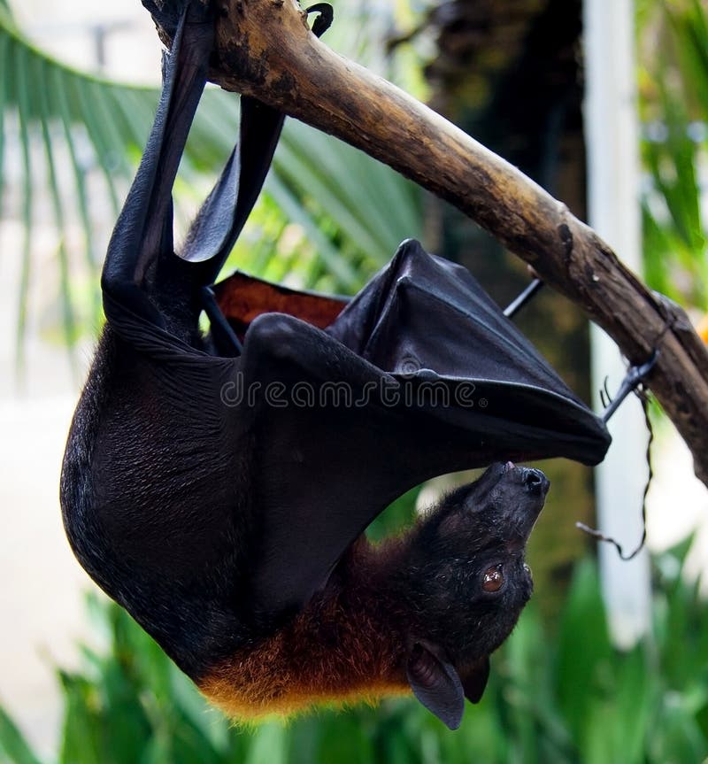 Flying fox stock image. Image of vampire, wing, branch - 18160207