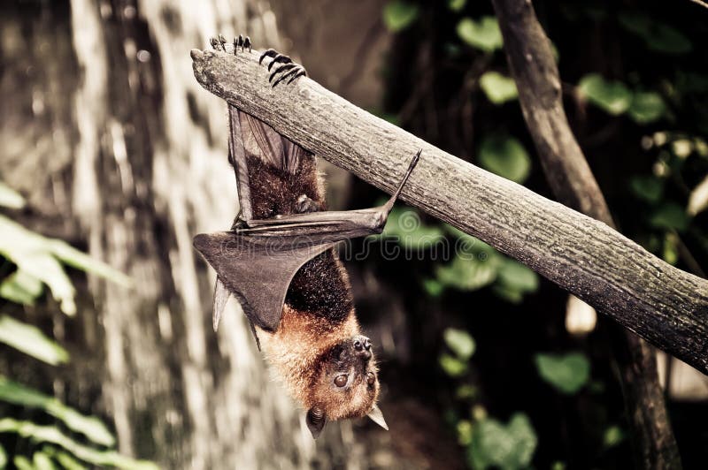 Flying fox stock image. Image of indian, botanical, branch - 21248701