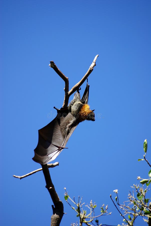 Flying fox stock photo. Image of glide, tree, creature - 23628640
