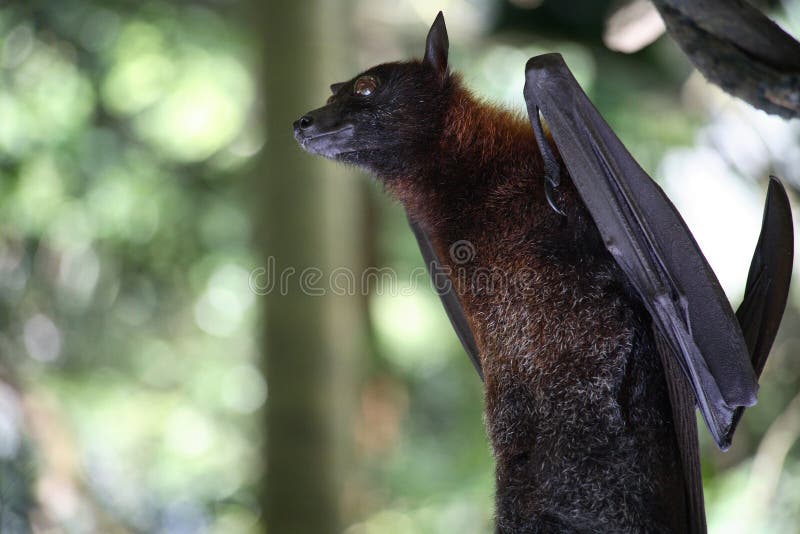 The flying fox stock photo. Image of bagan, holiday, blue - 4239924