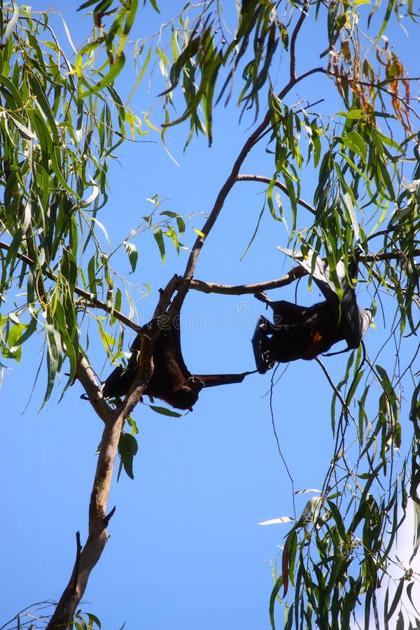 Flying fox stock image. Image of wildlife, cute, flying - 40947433