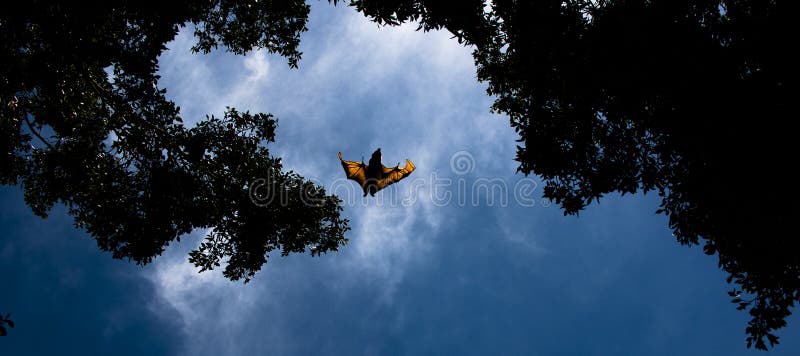 Flying Fox Bat stock photo. Image of outdoor, flying - 138161338