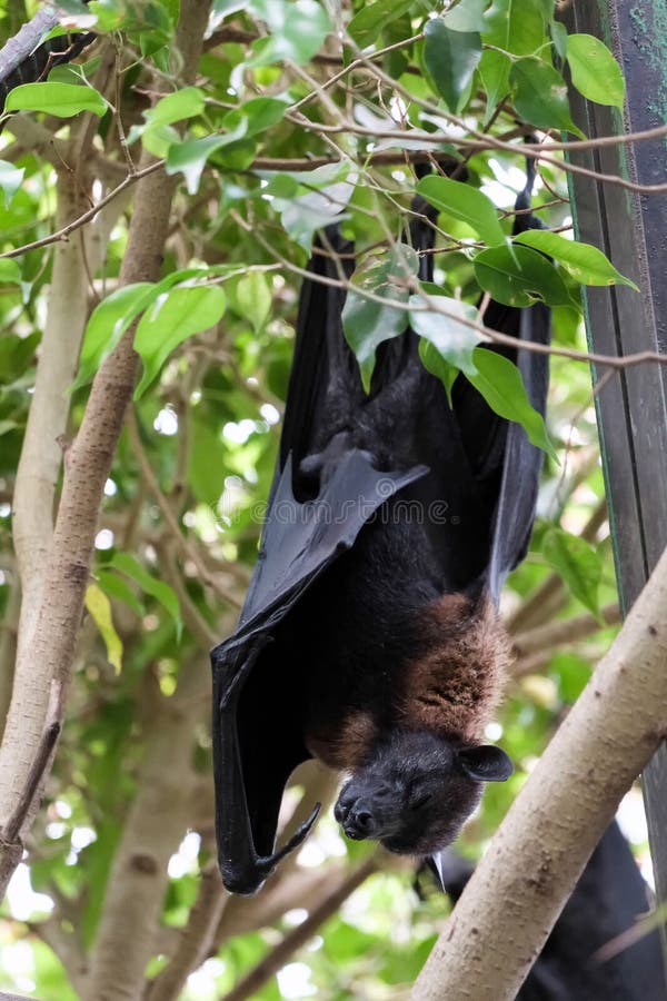 Flying Fox Bat (Pteropus) stock image. Image of exotic - 72862755