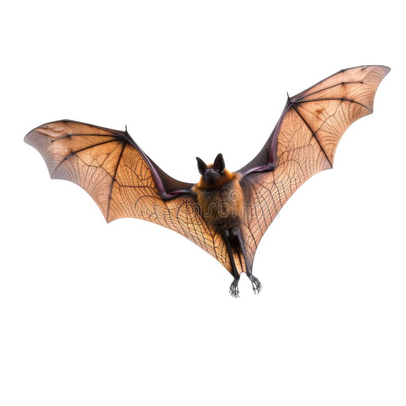 Flying Fox Bat with Spread Wings Stock Image - Illustration of skin ...