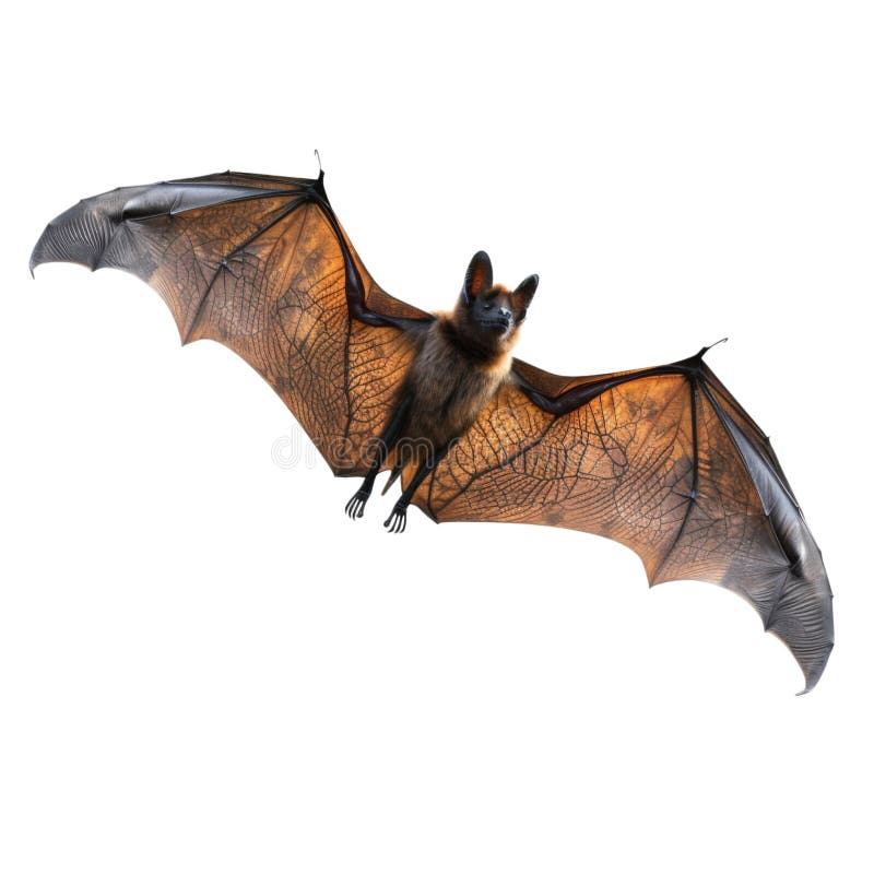 A Flying Fox Bat with Spread Wings in Mid-Flight Stock Illustration ...