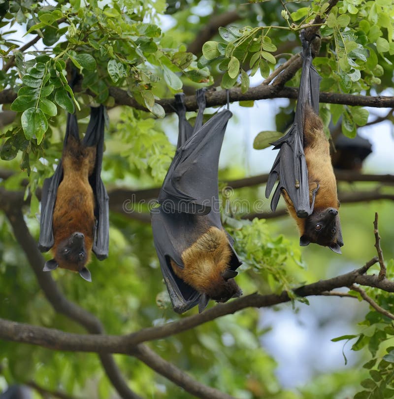 429 Animal Genitals Stock Photos - Free & Royalty-Free Stock Photos ...