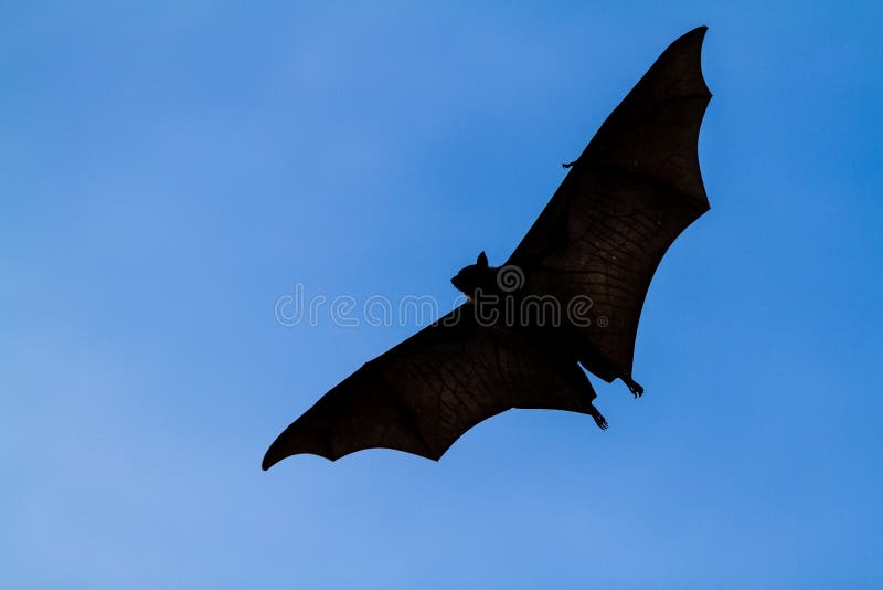 Flying Fox stock image. Image of rattlemouse, small, wilderness - 35988913