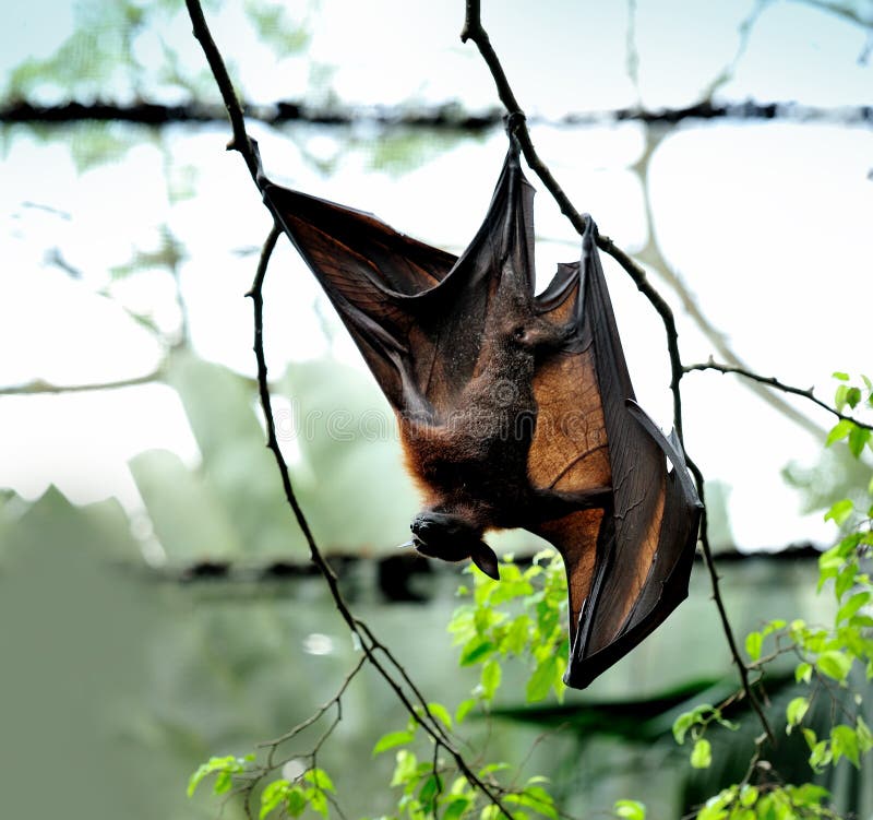 Flying fox bat stock photo. Image of hang, hypomelanus - 15459390