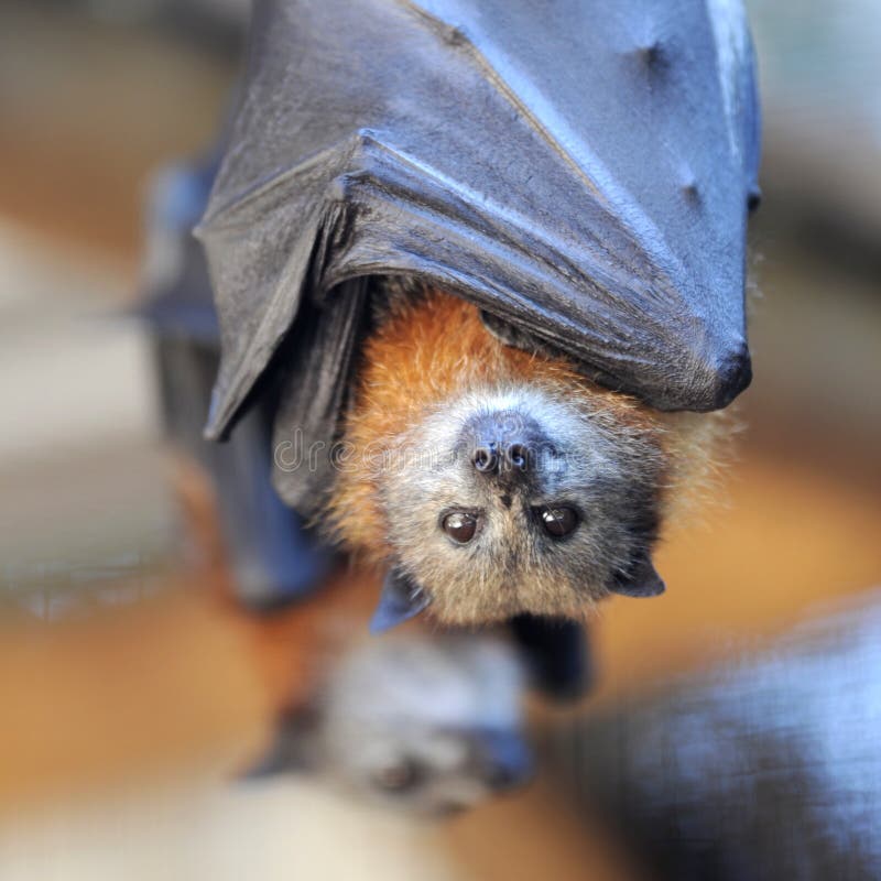 Flying Fox stock photo. Image of leaf, hairy, male, nature - 41817854