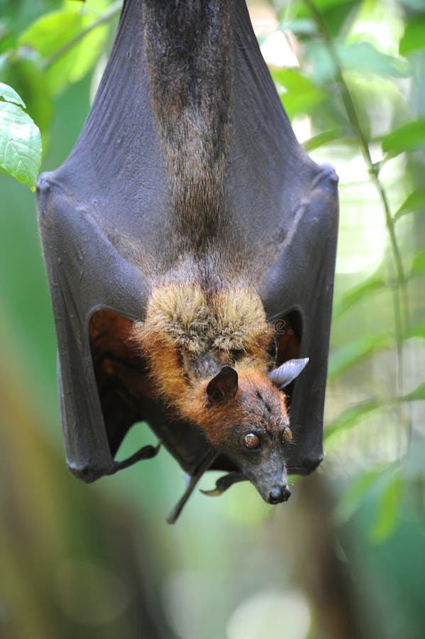 Flying Fox stock photo. Image of male, nature, branch - 42406398