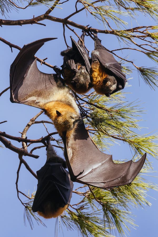 Flying Fox in Australia stock image. Image of nature - 275633529