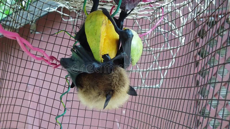 Flying Fox Eating Fruit Upside Down Stock Video - Video of fear, flying ...