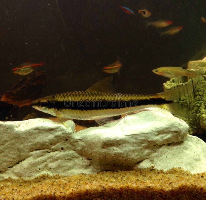 Flying fox fish stock photo. Image of algae, kalopterus - 45525932