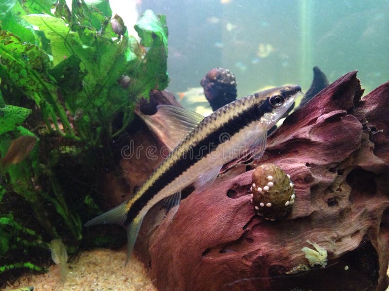 Flying fox fish stock image. Image of fish, aquarium - 45917909