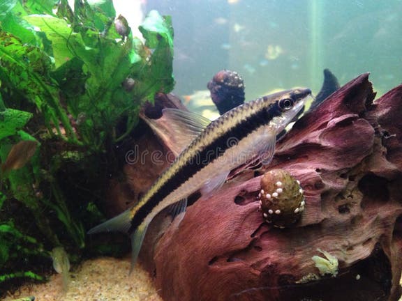 Flying fox fish stock image. Image of fish, aquarium - 45917909