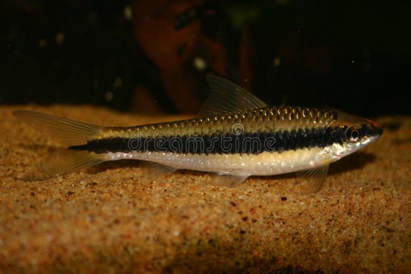 Flying fox fish stock image. Image of flying, siamese - 45563031