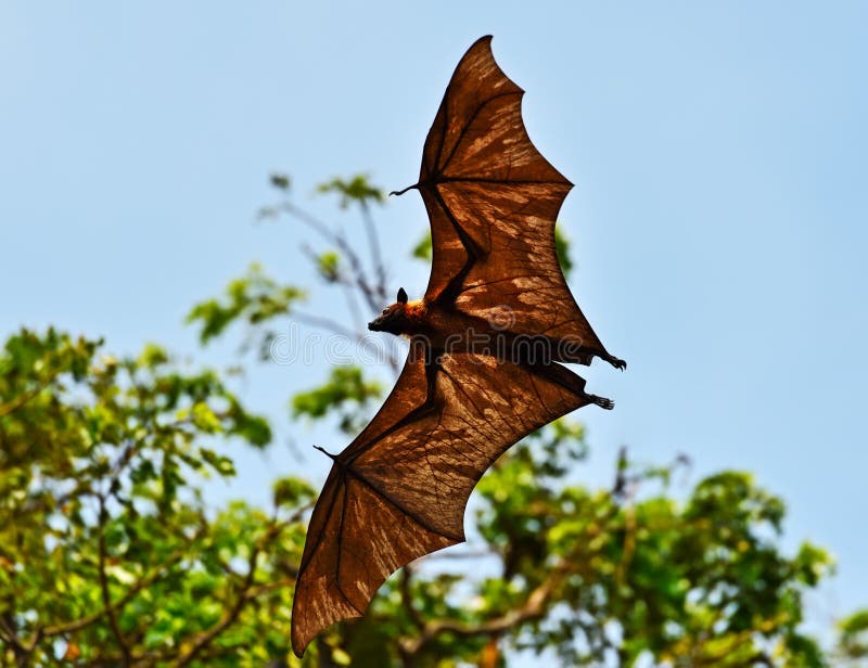 Flying foxes in Thailand stock photo. Image of branches - 6833750