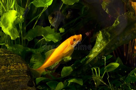 Flying Fox Fresh-water Aquarium Fish Stock Image - Image of bright ...