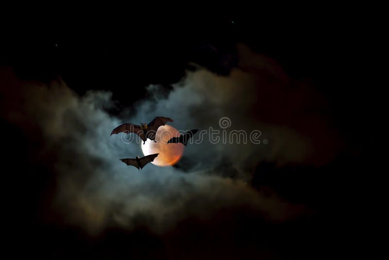 Flying Fox or Fruit Bat Over Dark Sky Stock Photo - Image of dark ...