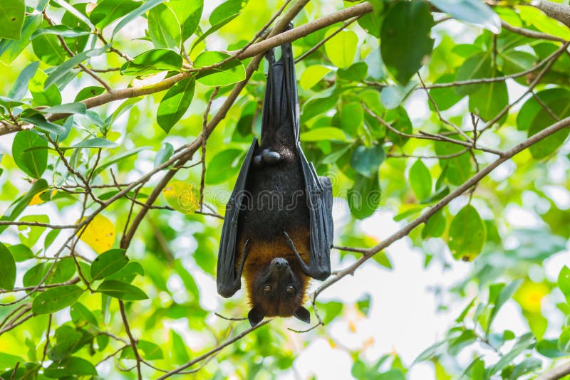 Flying fox stock photo. Image of female, looking, rainforest - 40754272