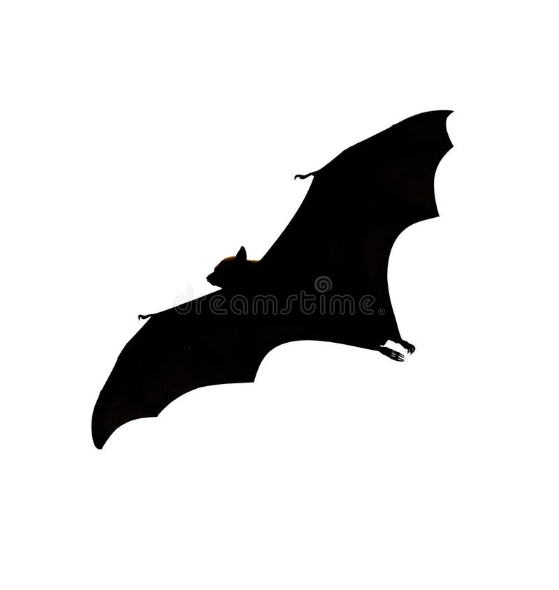 495 Flying Fox Isolated Stock Photos - Free & Royalty-Free Stock Photos ...