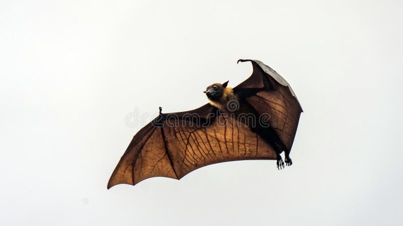 Flying Fox, Huge Bat Flying, Maldives. Stock Image - Image of action ...