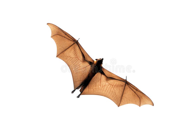 Flying Vampire Bat Isolated on White Background Stock Image - Image of ...