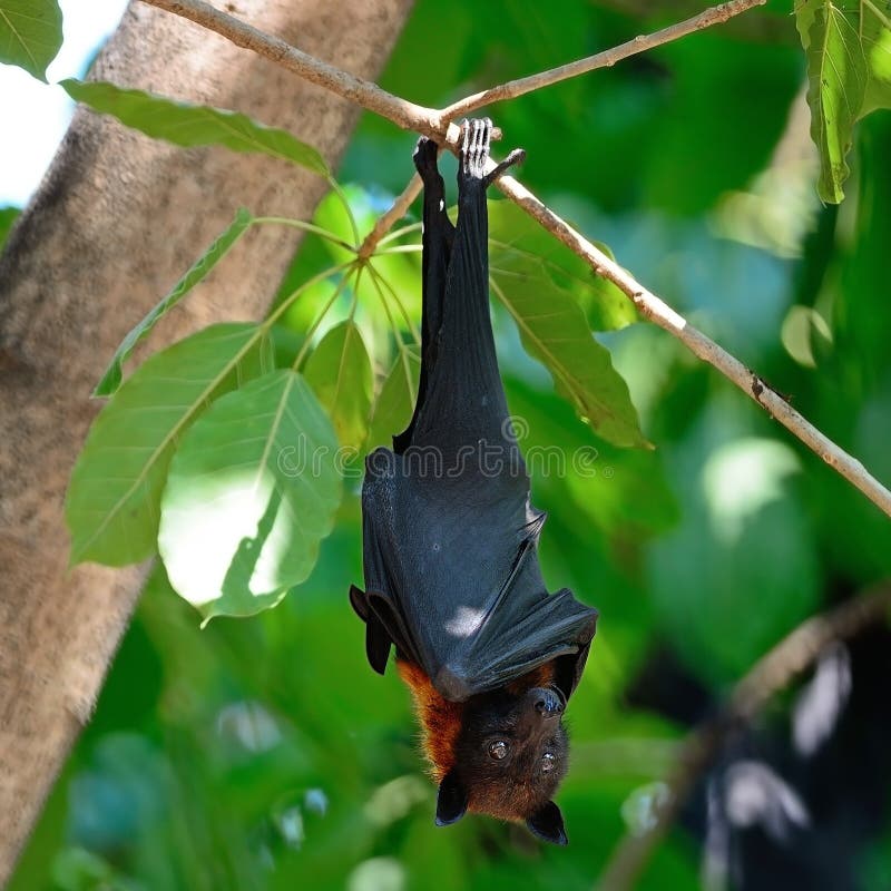 Flying fox bat stock photo. Image of hang, hypomelanus - 15459390