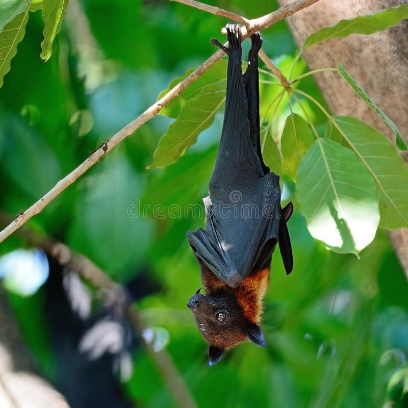 Malayan flying fox bat stock image. Image of sleeping - 9480383