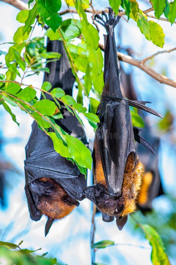 Flying Fox on the Tree stock photo. Image of mammal - 192316168