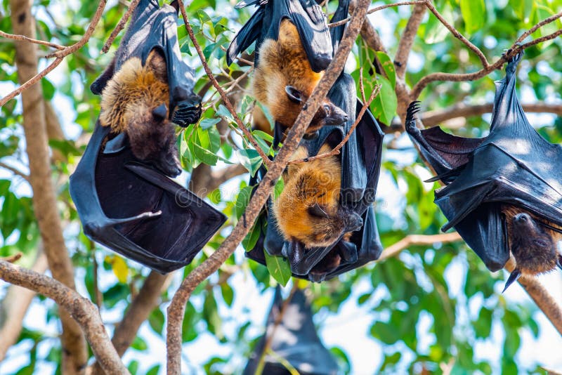 Lyle`s Flying Fox Pteropus Lylei Bat Sleeping Stock Photo - Image of ...