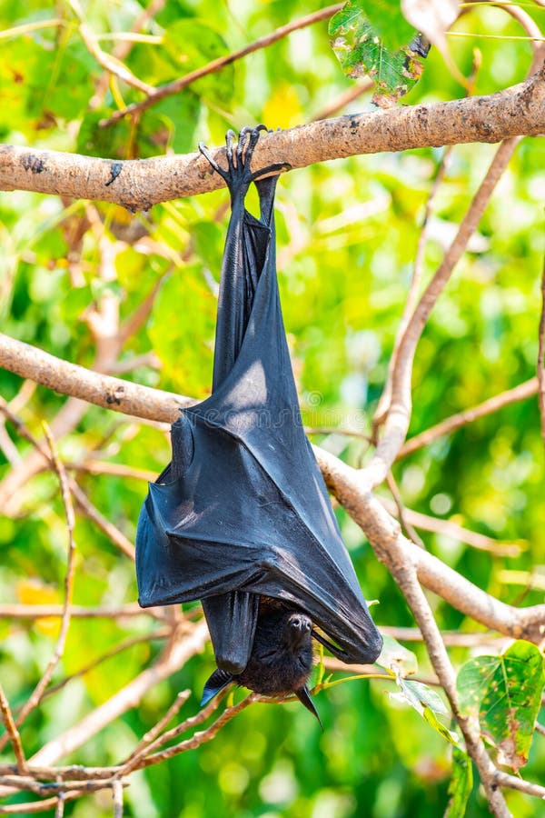 Flying Fox on the Tree stock photo. Image of animal - 192316364